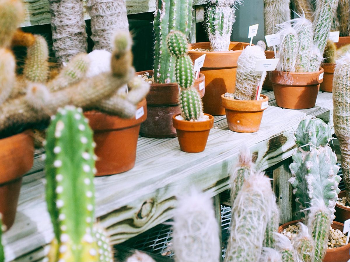 Top 10 Plant Stores in Toronto: Find Your Green Oasis