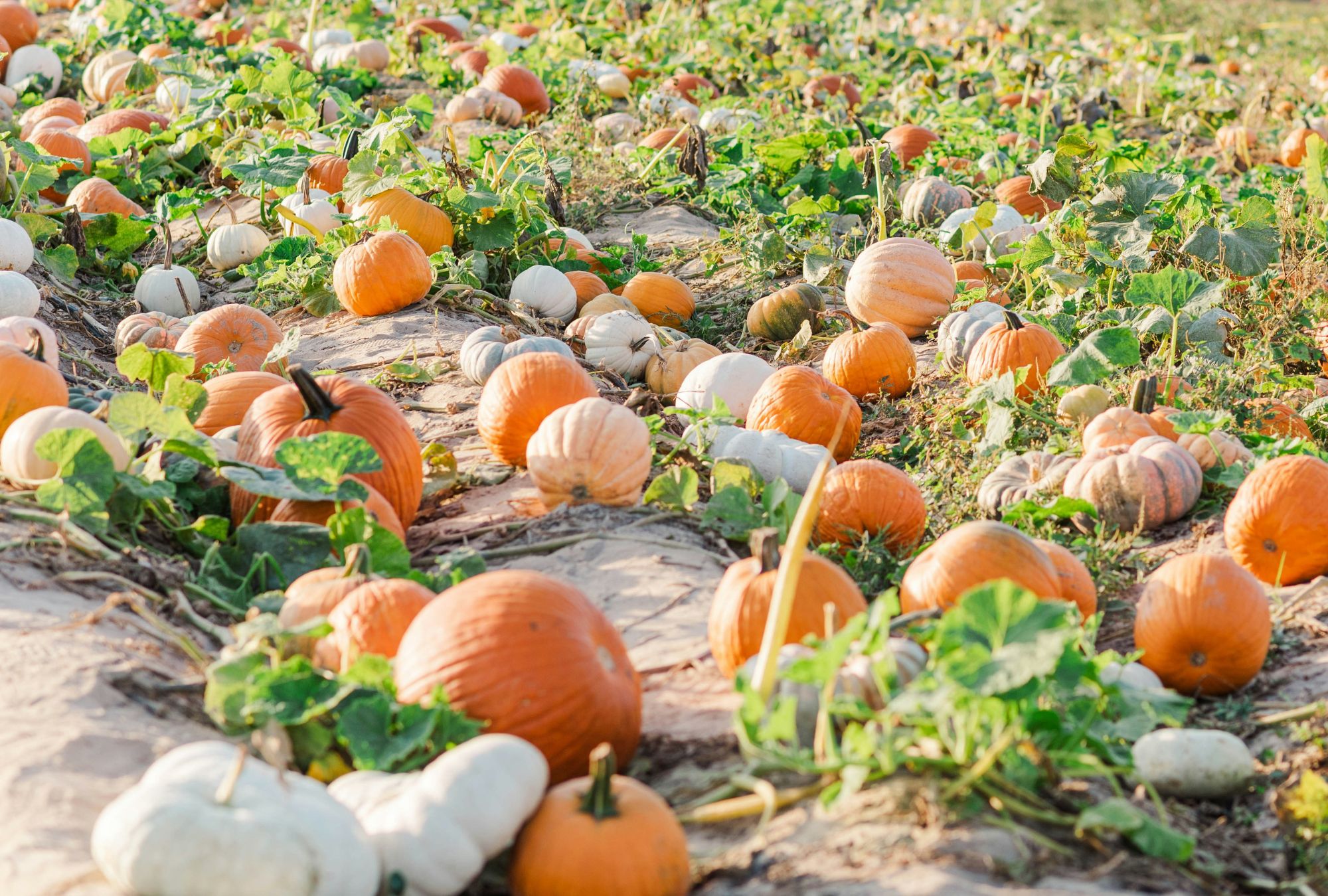20 Best Pumpkin Farms & Patches in Ontario - Visit Now!