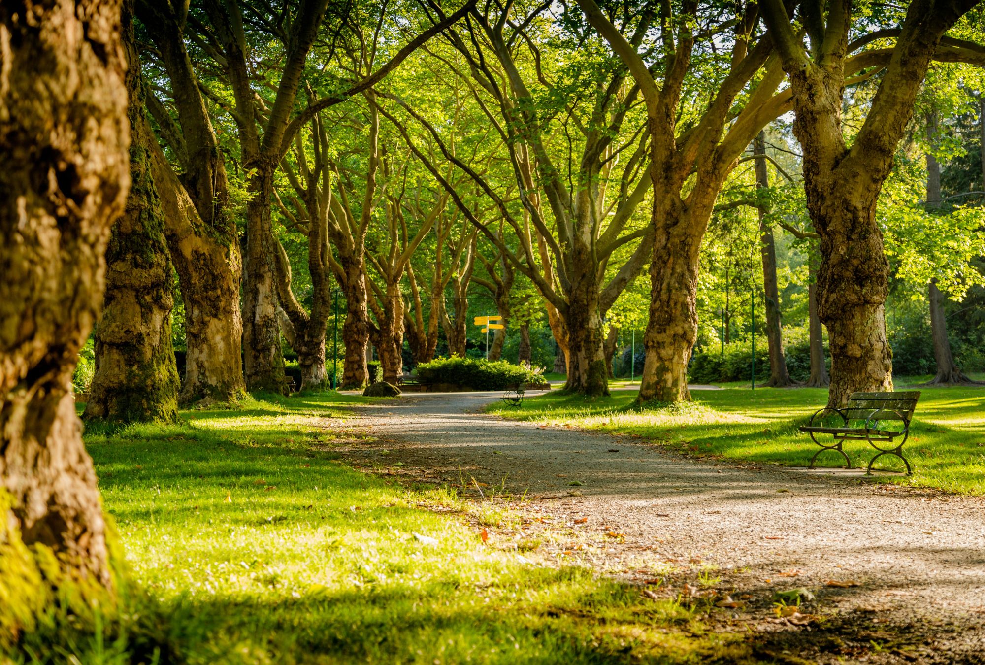 David A. Balfour Park in Rosedale: Trails, Activities & Facilities